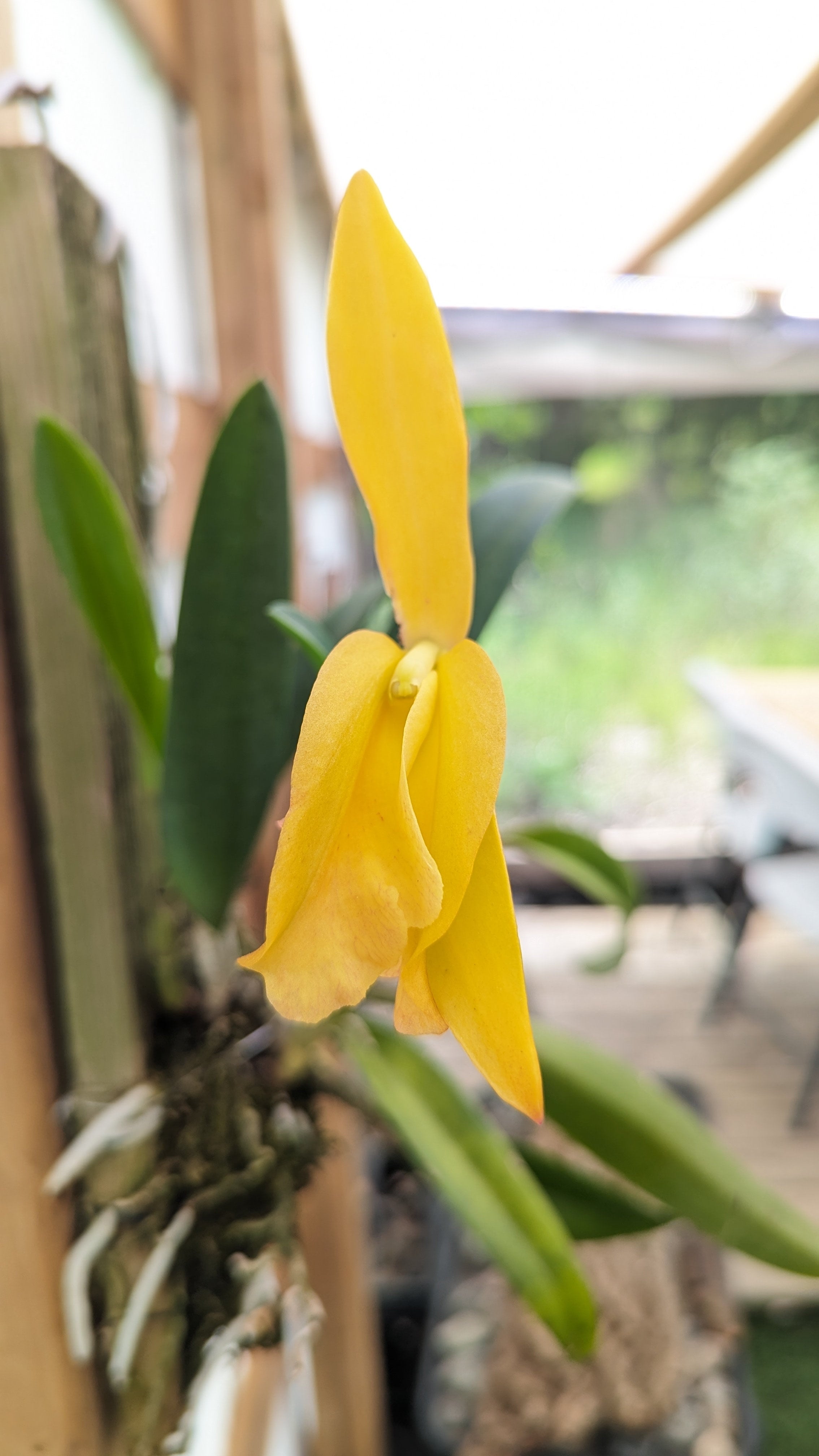 Orchid - Golden Tang, ( HEX/RGB) | Living Art Penjing and Bonsai