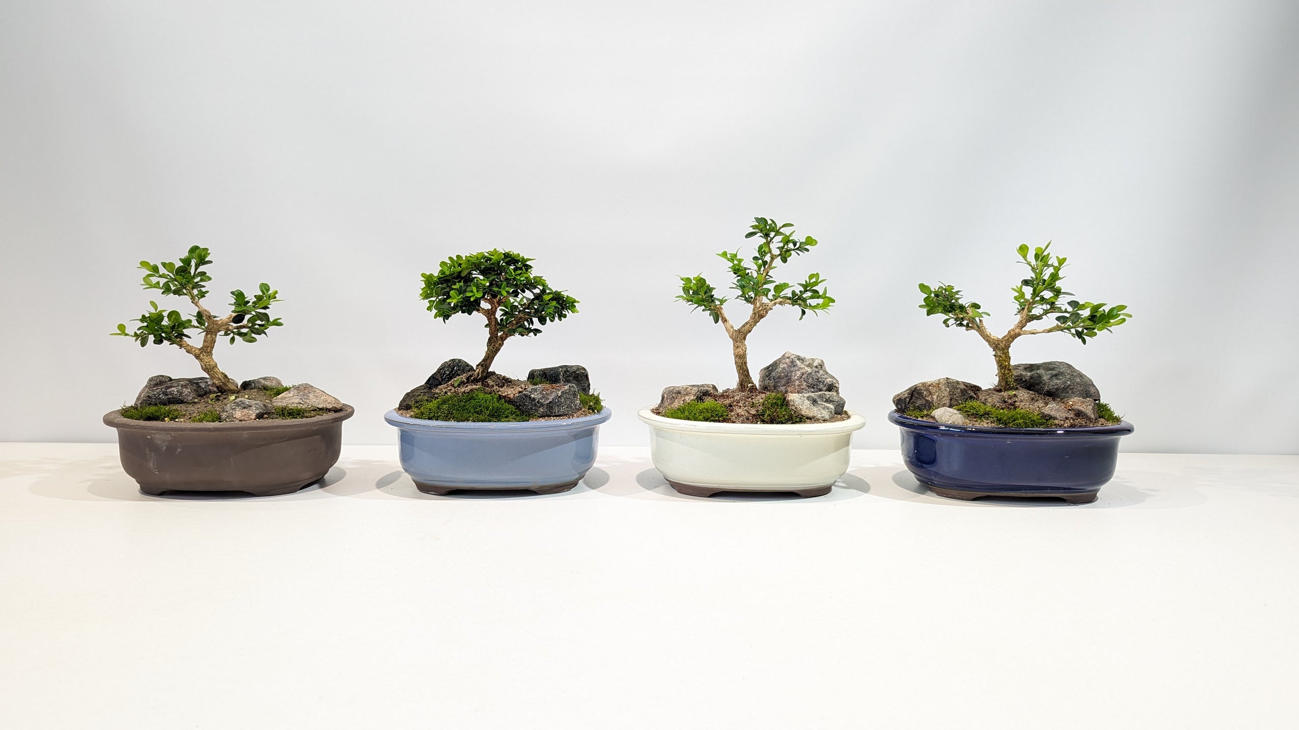 Boxwood - Japonica Morris Midget | Living Art Penjing and Bonsai